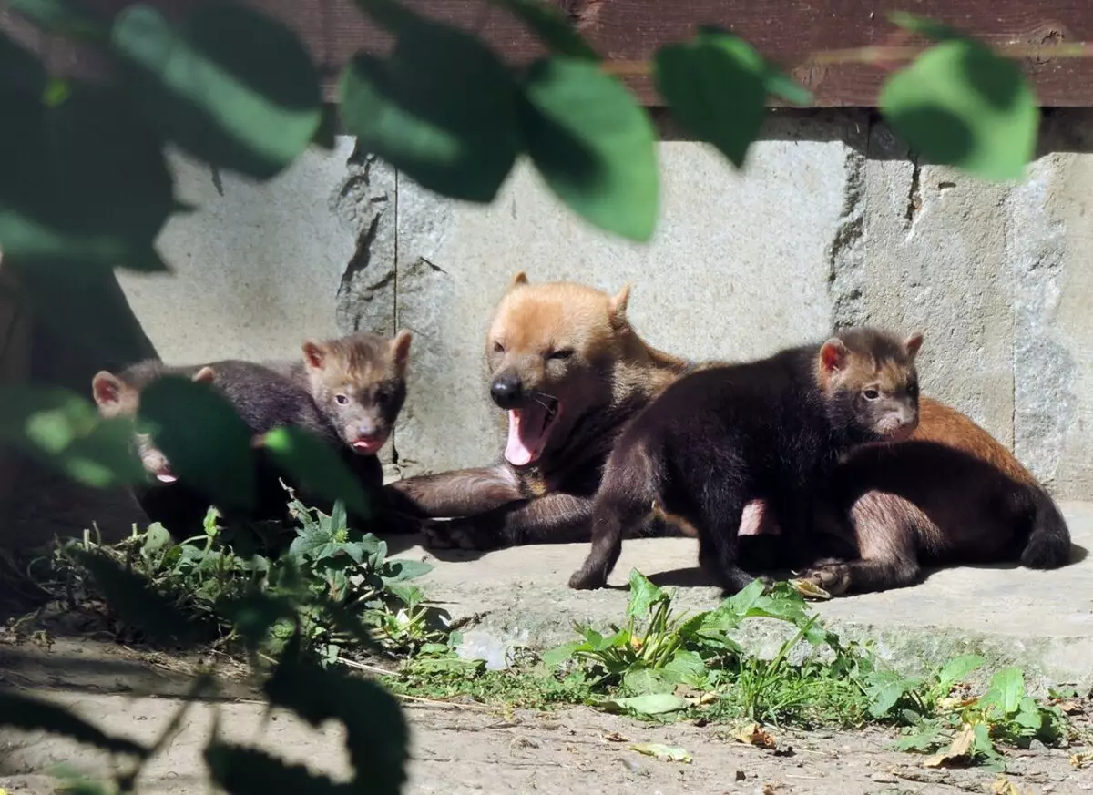 Reposició d'una família amiga dels gossos d'arbustos: fotos i vídeos de l'zoològic de Moscou