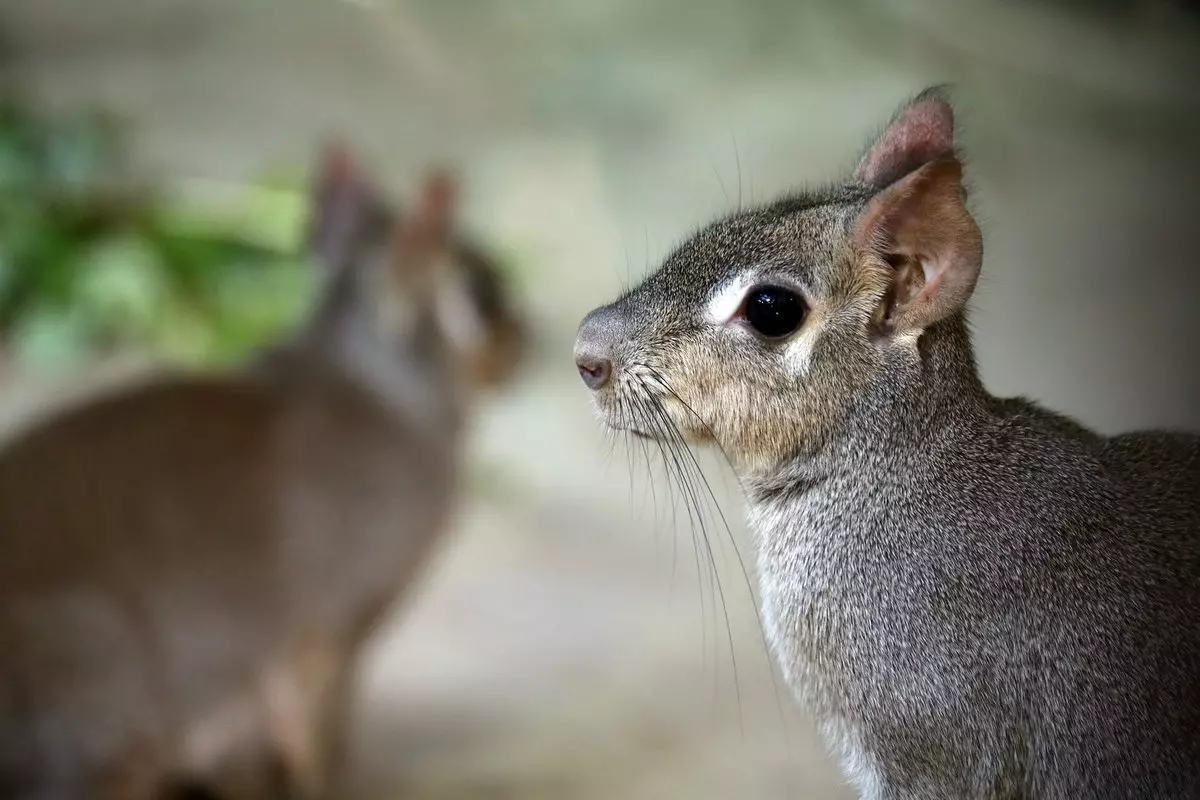 bir dovşan və Capibar, lakin dwarf mara Not: Young qeyri-adi gəmirici Moskva zooparkında anadan olub