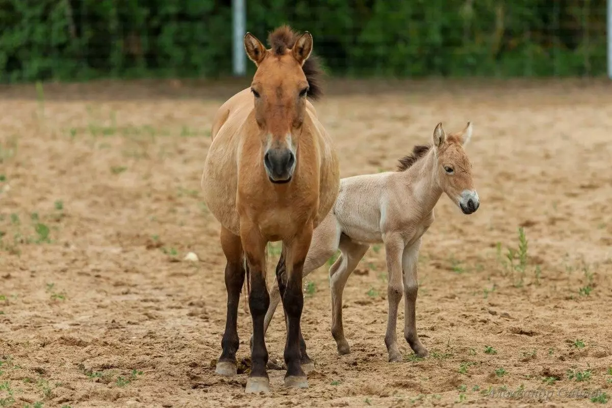 O pozo de cabalos de Przhevalsky naceu no centro de reprodución de especies raras de Zoo de Moscú: Foto