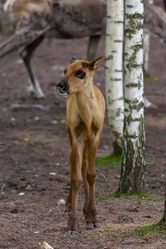 Young Reindeer yug los hauv ib txoj kev sib faib ntawm Moscow Vaj Vaj tsiaj