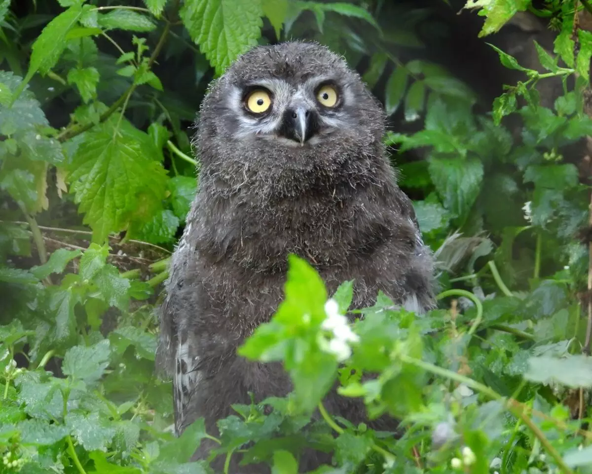 O moa o pou pou na aliali mai i le Moscow Zoo: Ata ma Vitio