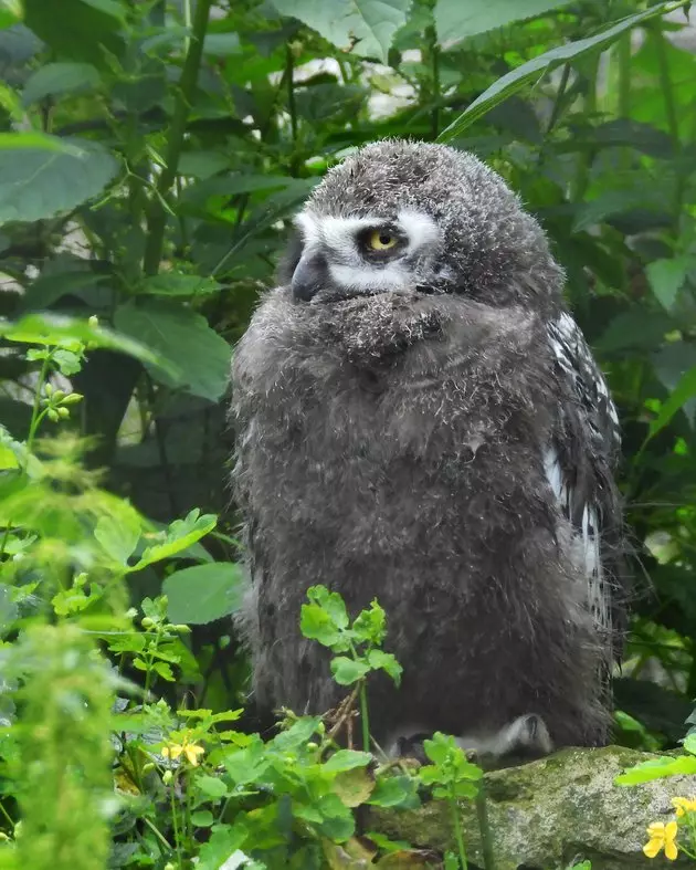 Lantai Owls Pinches0.jpg.