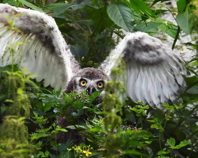 Lantai burung hantu pits2.jpg.