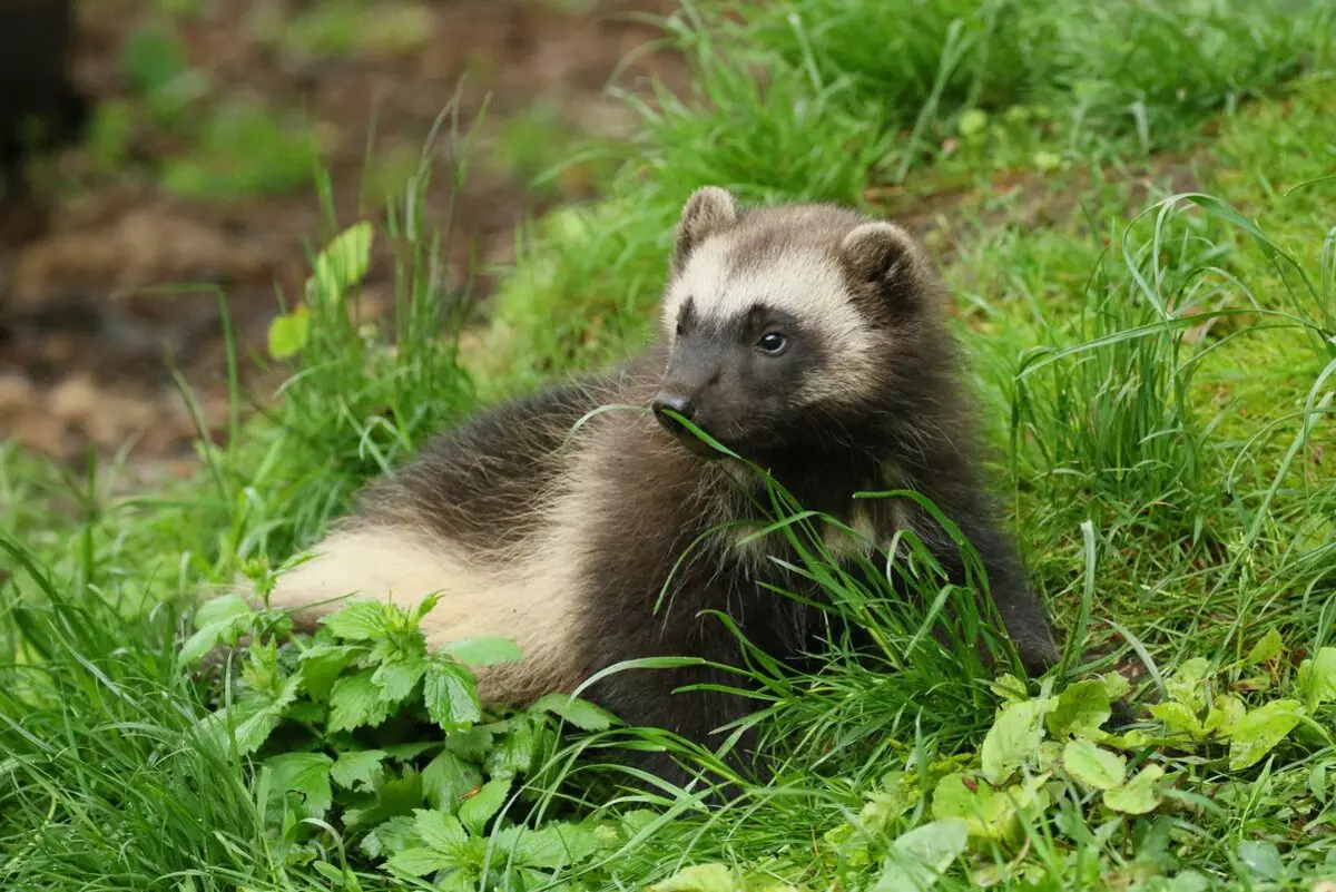 Rosashati, Moskva Zooparkının nadir növlərinin çoxalması mərkəzində anadan olub