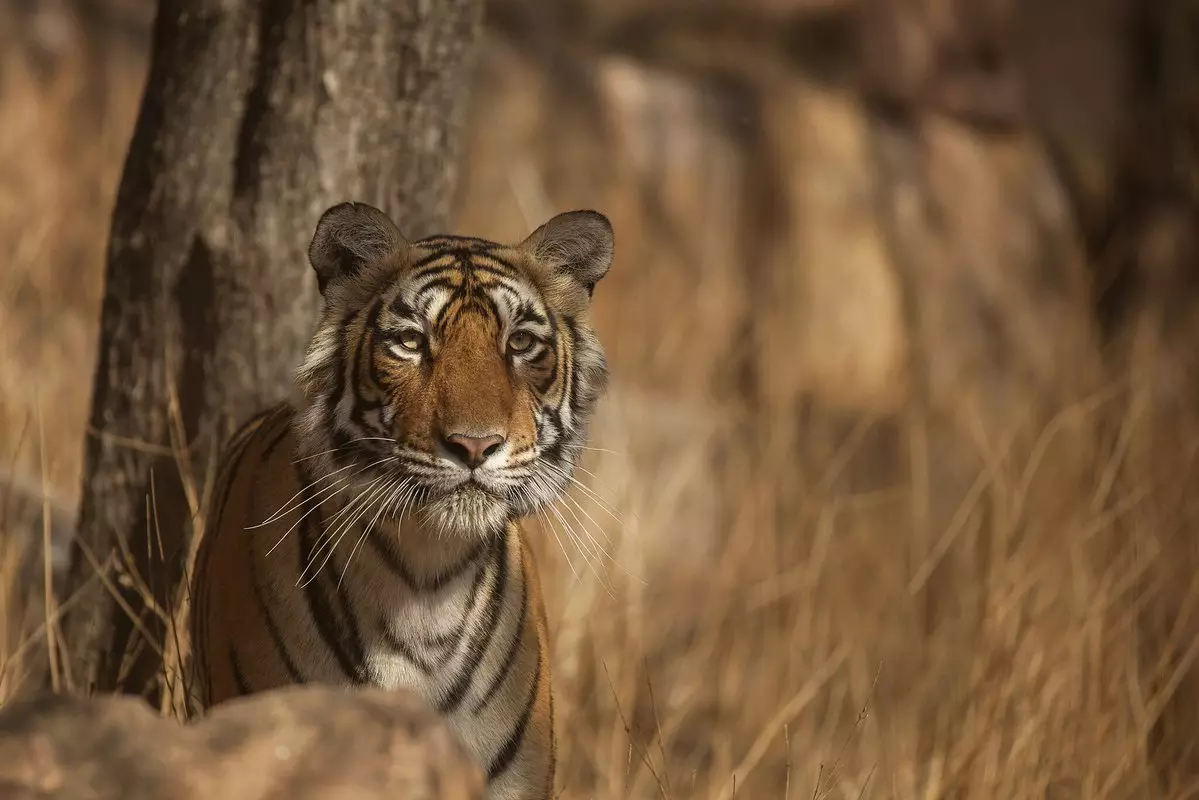 Striped lead: population of tigers around the world grows