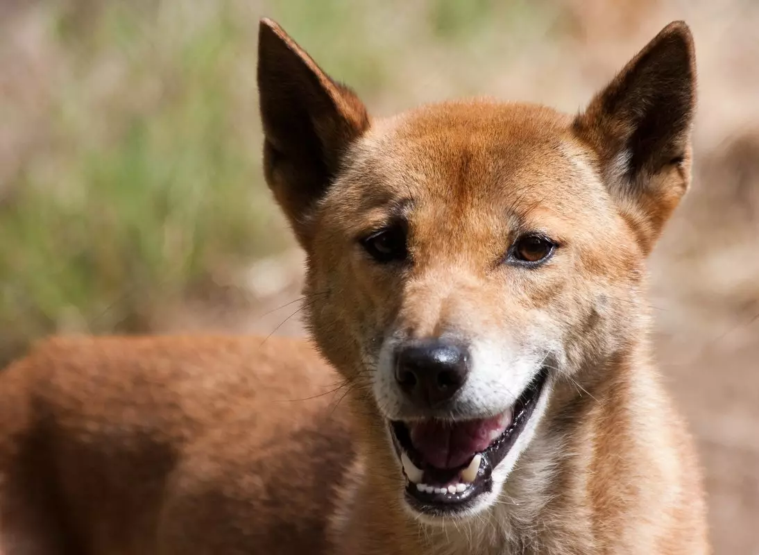 Diegene wat in die natuur uitgesterf van Novoguinsky sang honde beskou ontdek in Indonesië