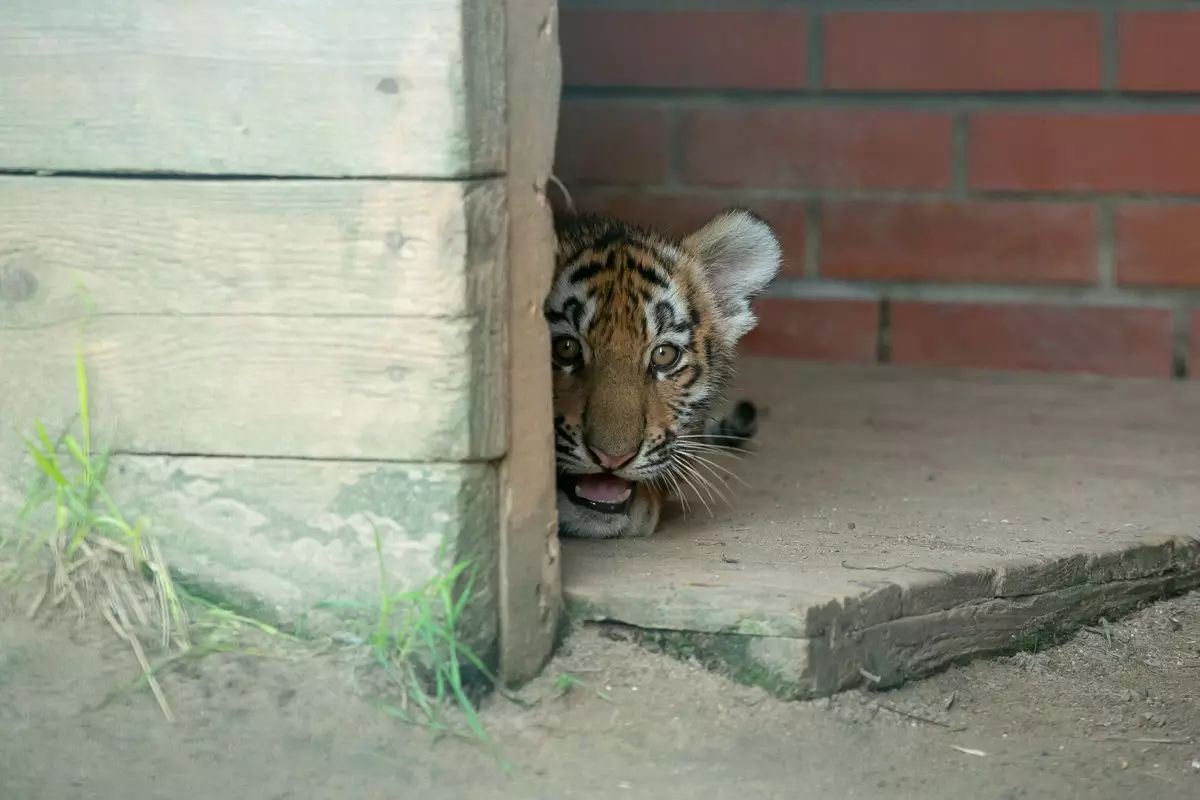 I-raare amur tigrites zazalelwa kwiCandelo le-MOSCOW Zoo