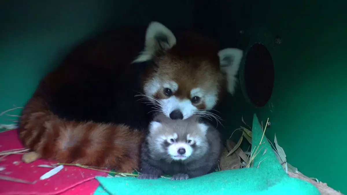 How is the childhood of a red panda: a collection of funny video