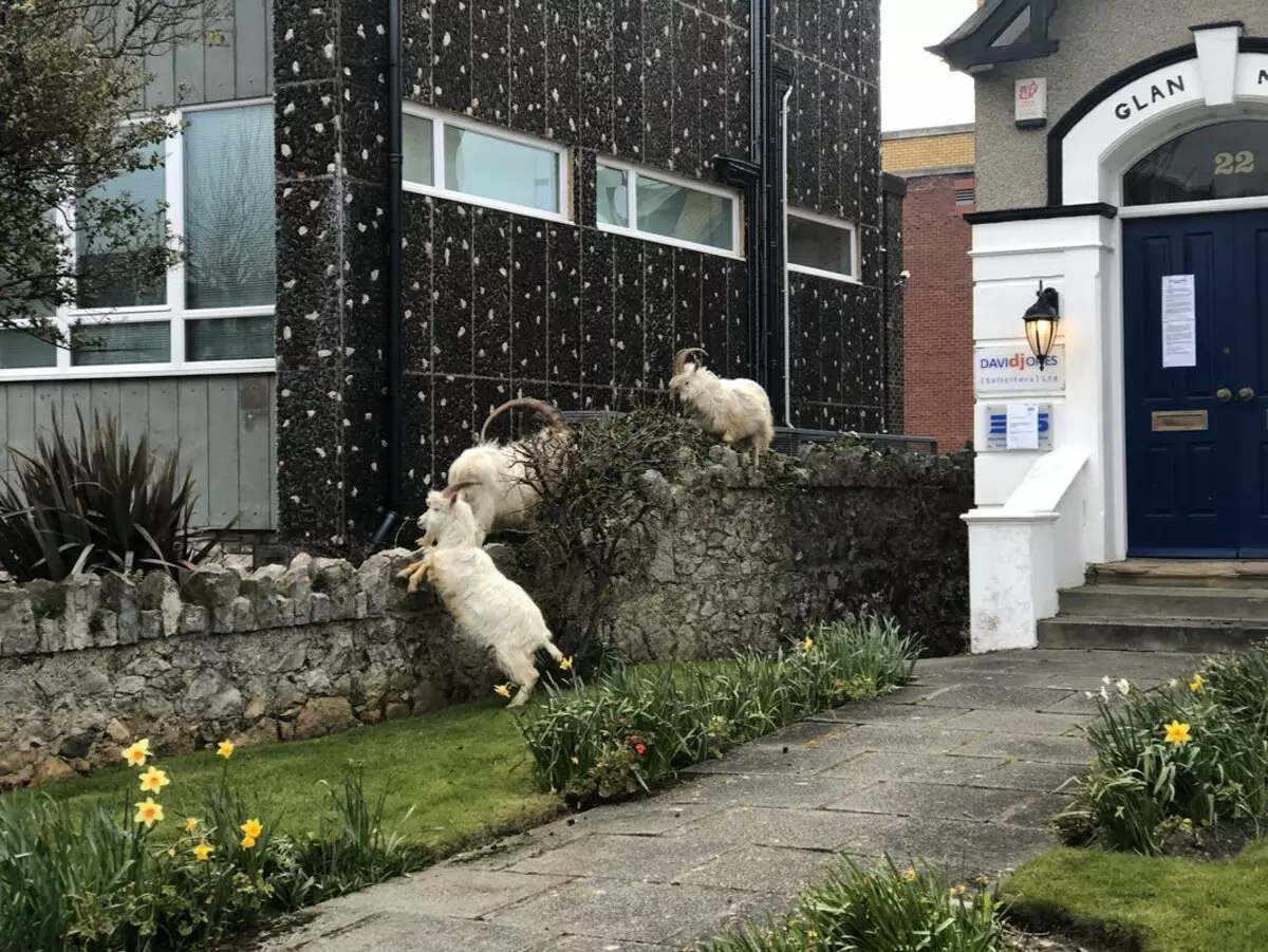 Goats occupied the city in the UK after the introduction of quarantine: video