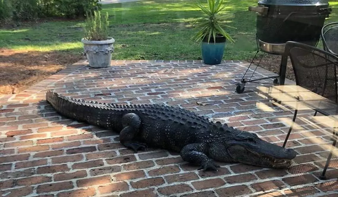 Aligator zatrudnie na dziedziniec domu w Karolinie Południowej i ułożone w pogromie: wideo