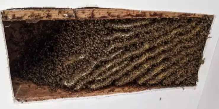 Amerikanesch fir méi wéi e Joer an engem Haus mat 100 dausend Bienen gelieft