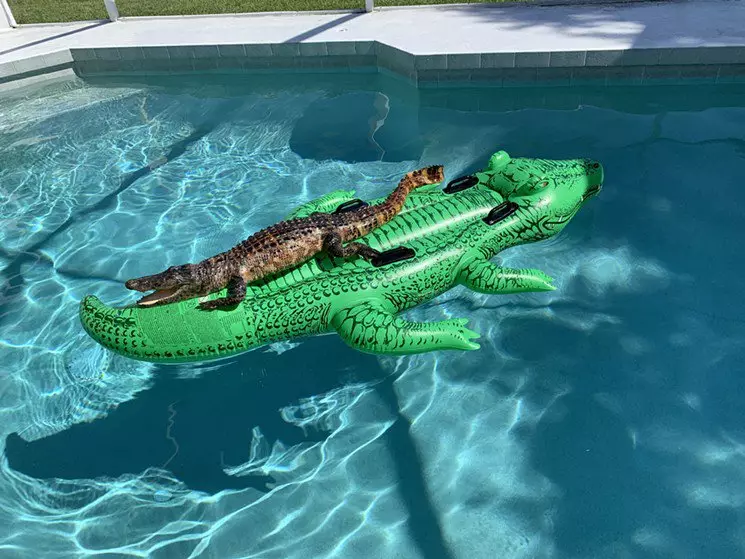 Alligator klättrade in i poolen och reste på en uppblåsbar alligator