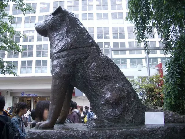 "Wuhan Hachiko" í þrjá mánuði beið á sjúkrahúsi hins látna eiganda