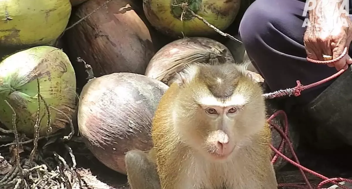 I Thailand utnyttjas Macak för Coconut Mining: Video