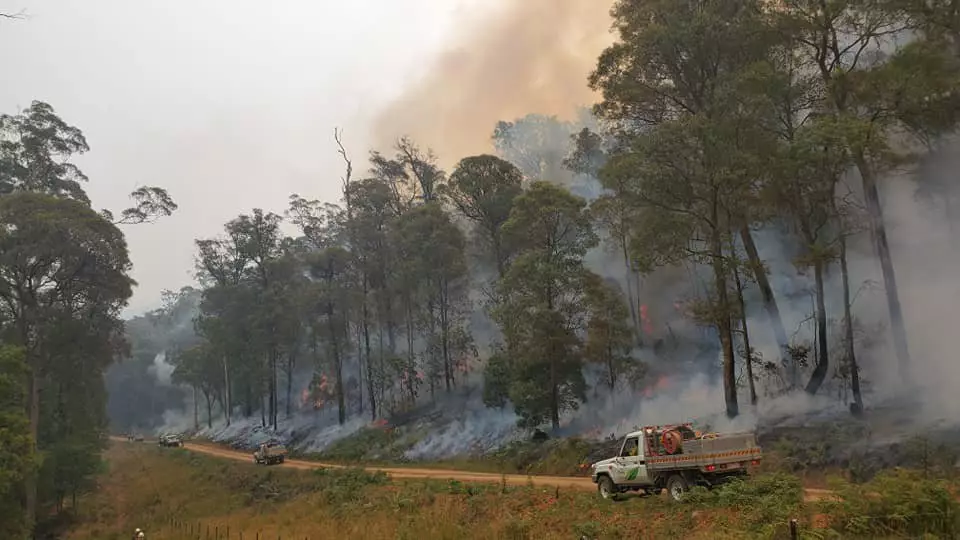 ऑस्ट्रेलियातील वन फायर नष्ट आणि जवळजवळ 3 अब्ज प्राणी नष्ट होते