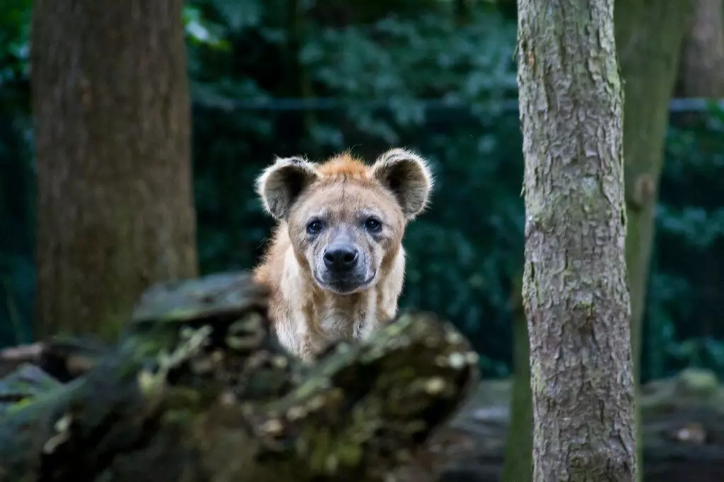 Ural hyenas bewunnt der Arktis: eng exzellent Entdeckung