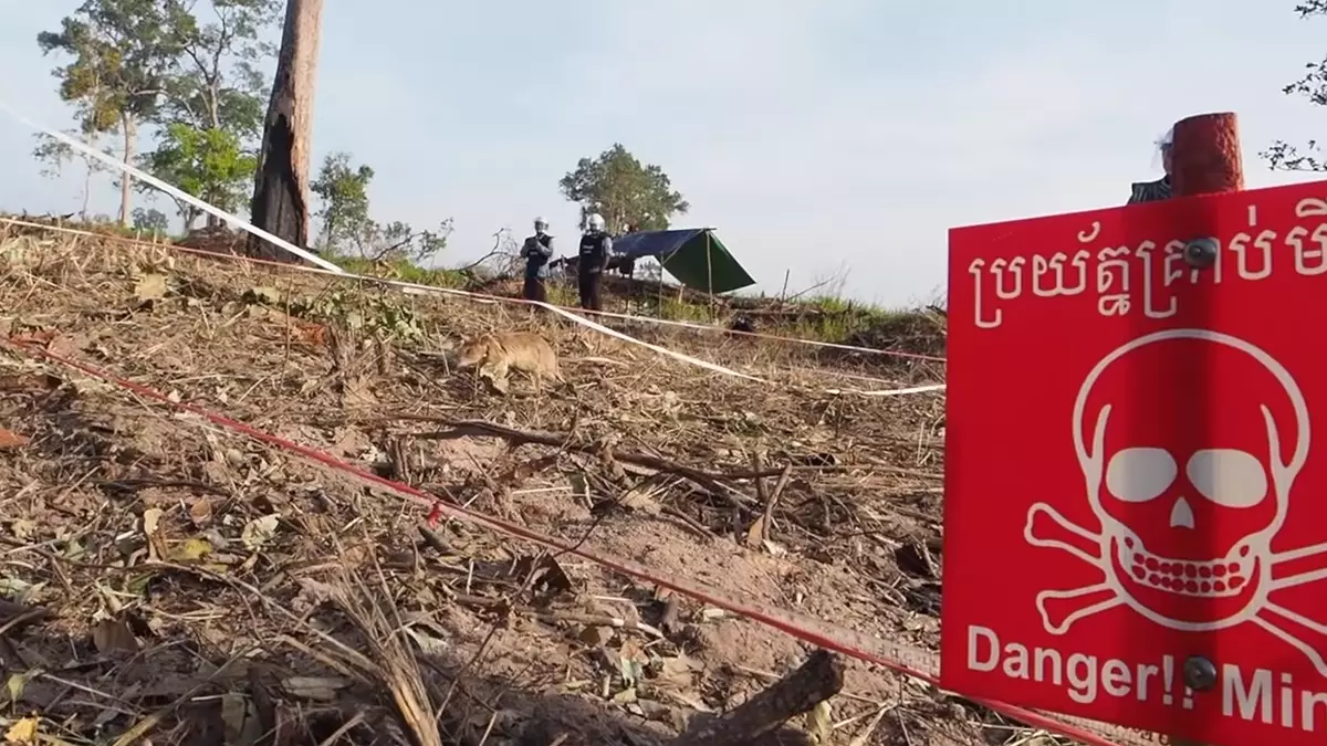 Rats-Saper premiato con una medaglia d'oro per la rilevazione di decine di mine in Cambogia: il video