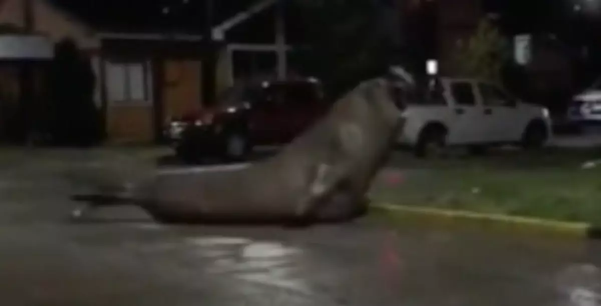 The Lost Sea Elephant arranxou a turbulencia na cidade chilena: vídeo