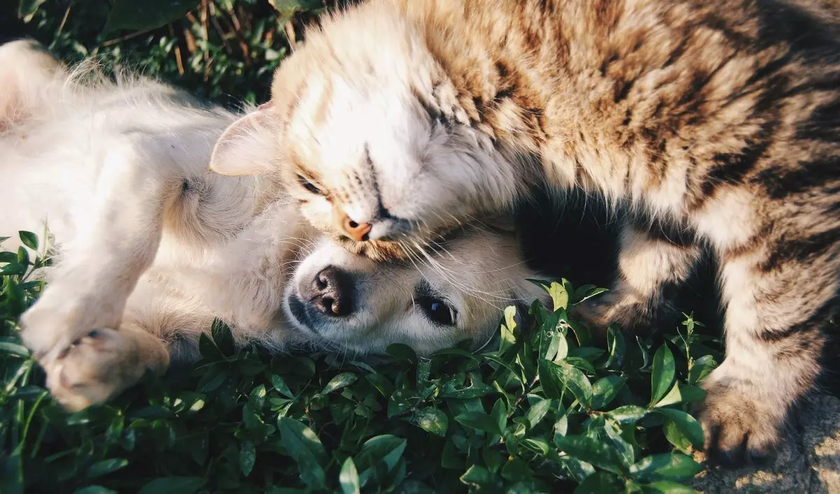 Katte mod hunde: Hvem foretrækker sociale netværk brugere?