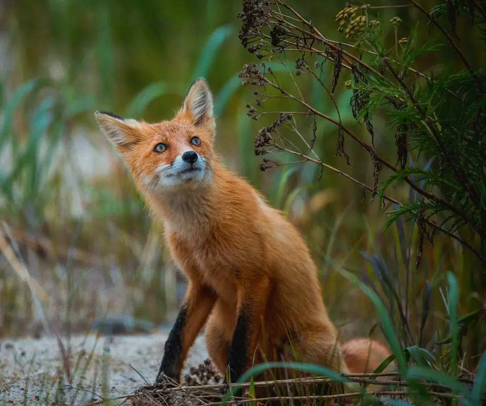 "Nu zâmbiți pentru vulpi!": În suburbiile, întâlnirile cu animale sălbatice