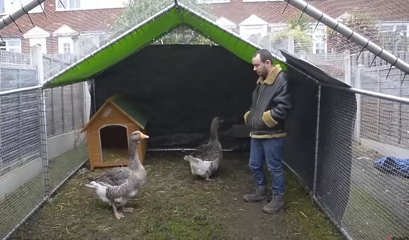 Lonely Briton comenzó a Gansos durante Lokdanun. Ahora tendrá que separarse con ellos.