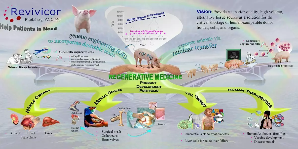 FDA approuvé des porcs génétiquement modifiés pour l'alimentation et l'usage médical