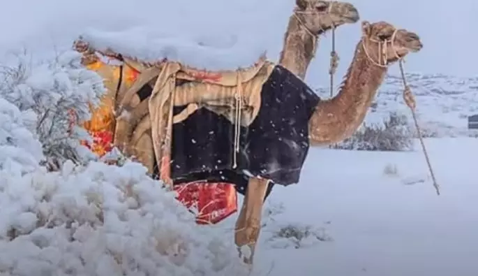 Kulit tiba ing ara-ara samun Sahara