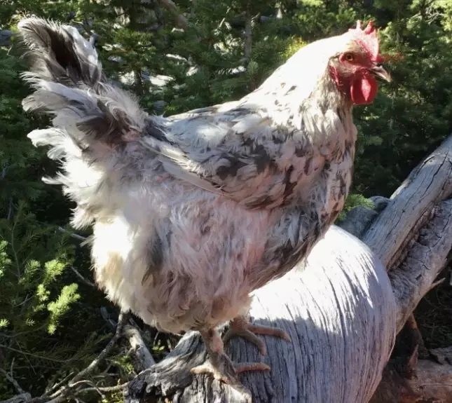 The woman spent 10,000 dollars on the treatment of her chicken from heart disease