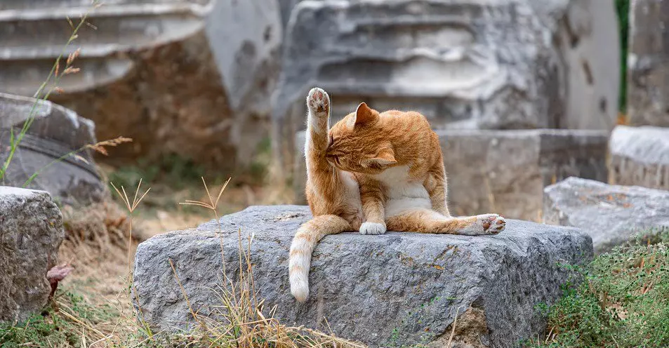 Di Alushta, akan membuat taman untuk 500 kucing