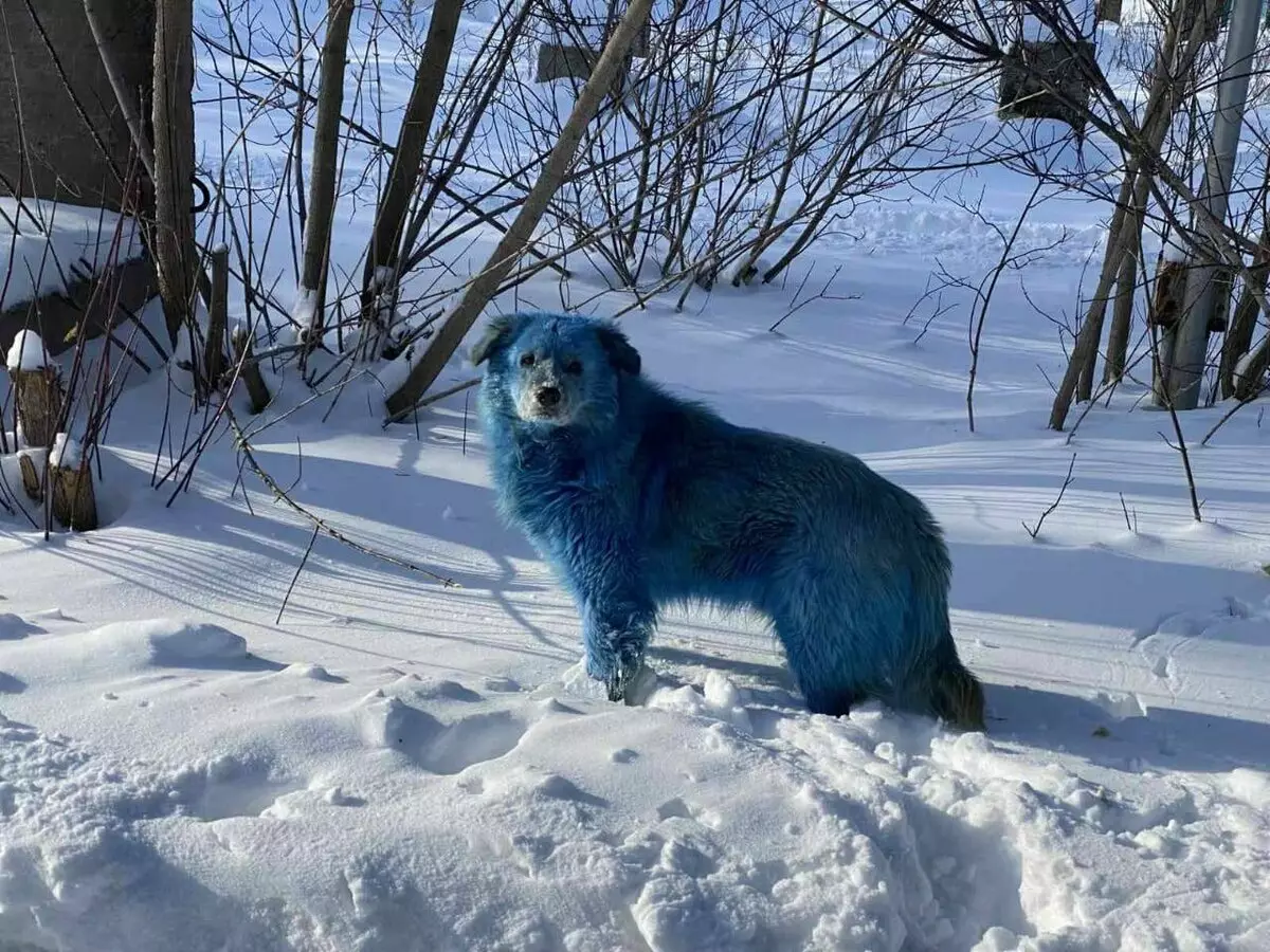 Blue puppy.jpg.