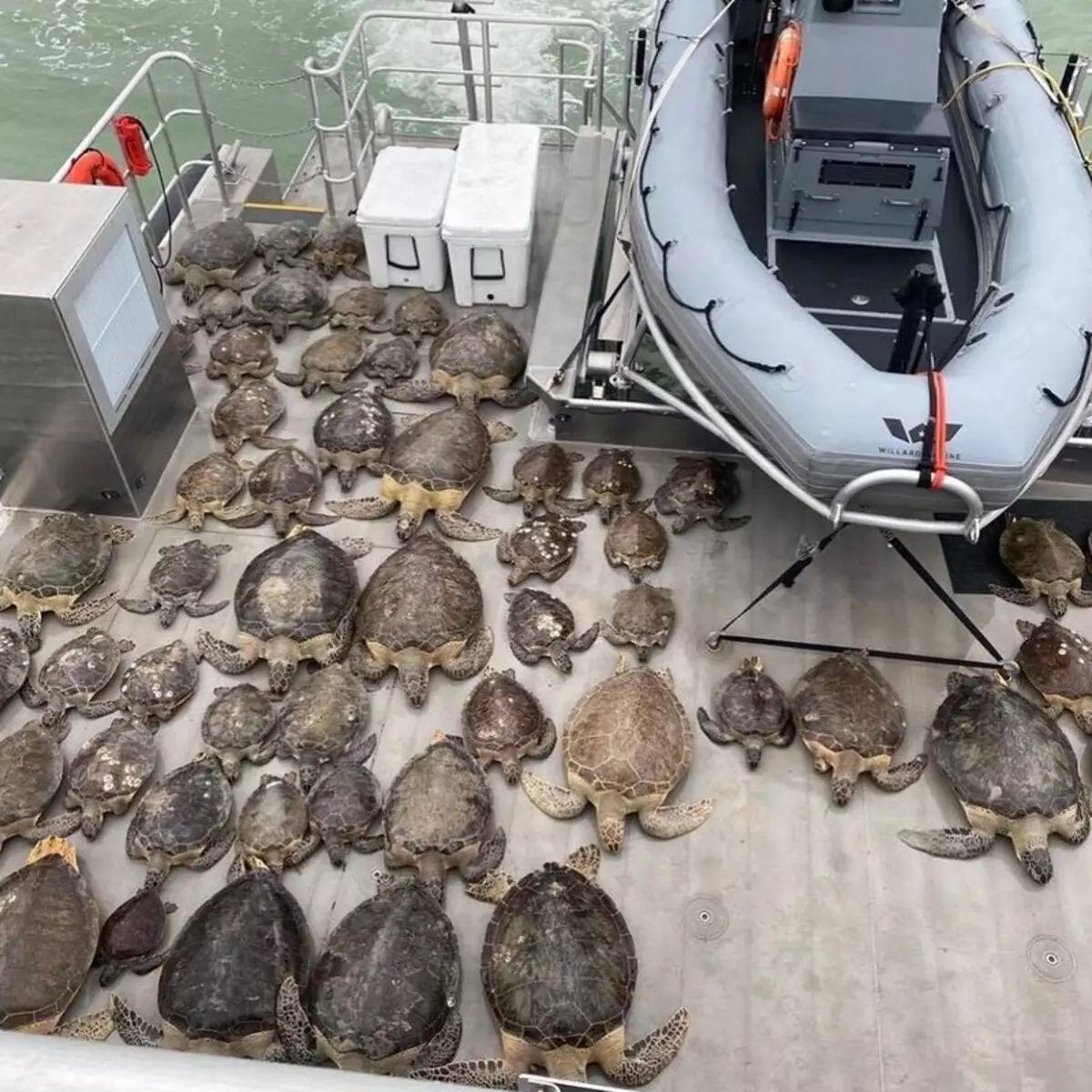 הקליפה אינה מחוממת: צבים ימיים החלו להציל מכפור חריגות