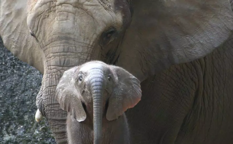 Bebaimis dramblys apsaugo sergančią motiną nuo nepažįstamų žmonių: vaizdo įrašų