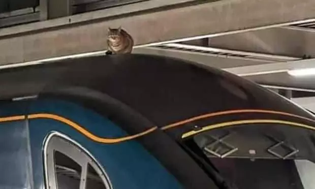 The cat climbed into the roof of the train in London, delaying his departure for two and a half hours