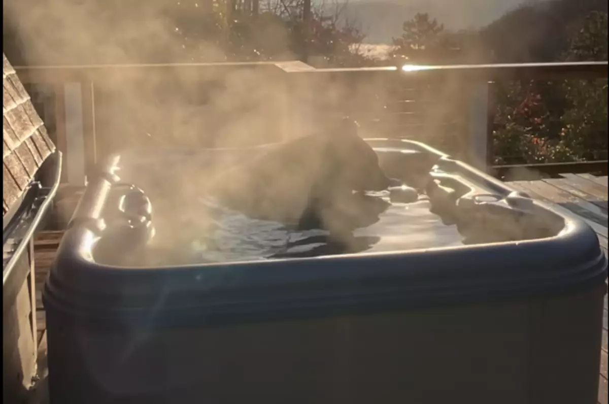 Ours sauvage baigné dans un touriste Jacuzzi et a frappé la vidéo