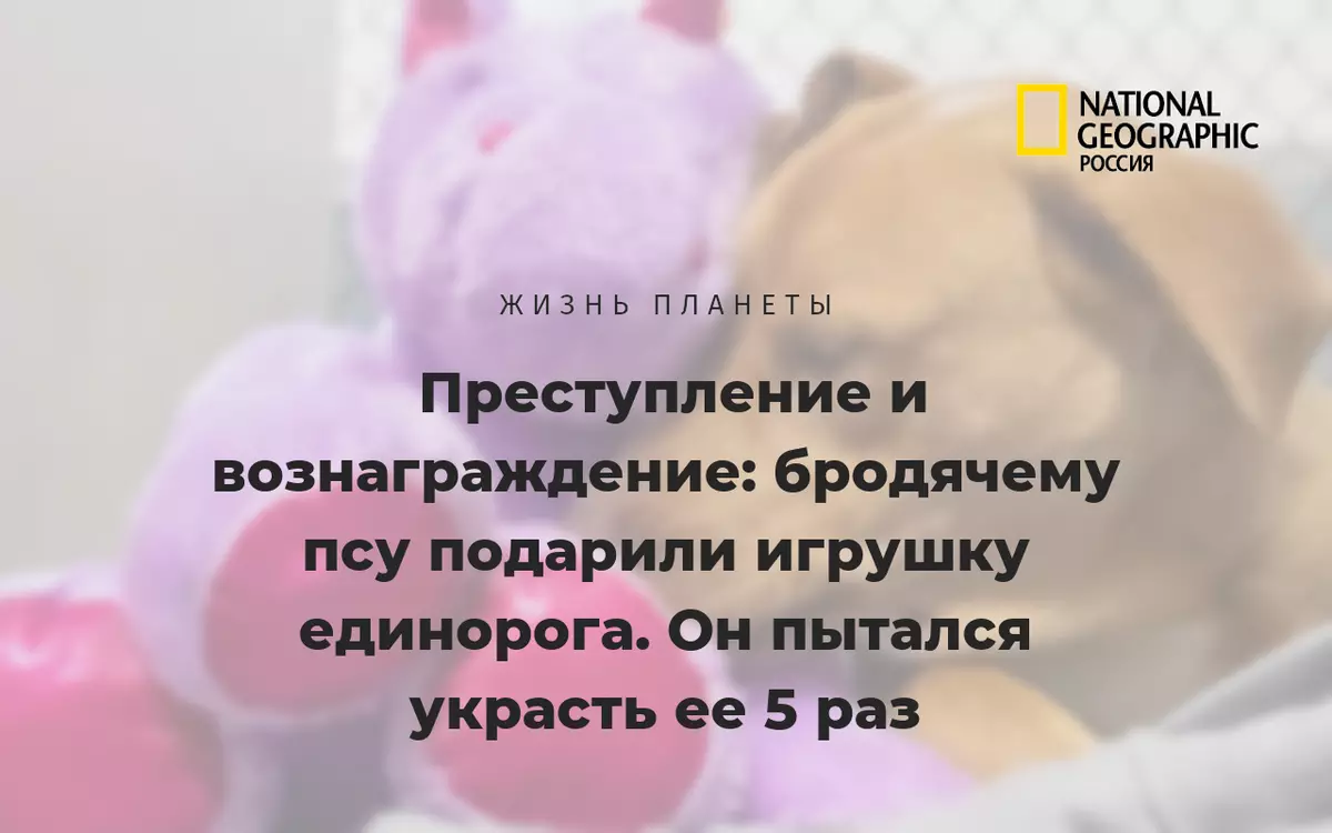 Криминал и надомест: Струј ПСУ претстави еднорог играчка. Тој се обиде да ја украде 5 пати