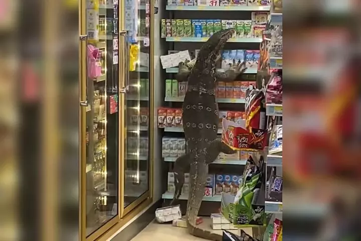 Varan e kholo e hlophisitsoe ho hlohlelletsa Supermarket ea Thai: Video