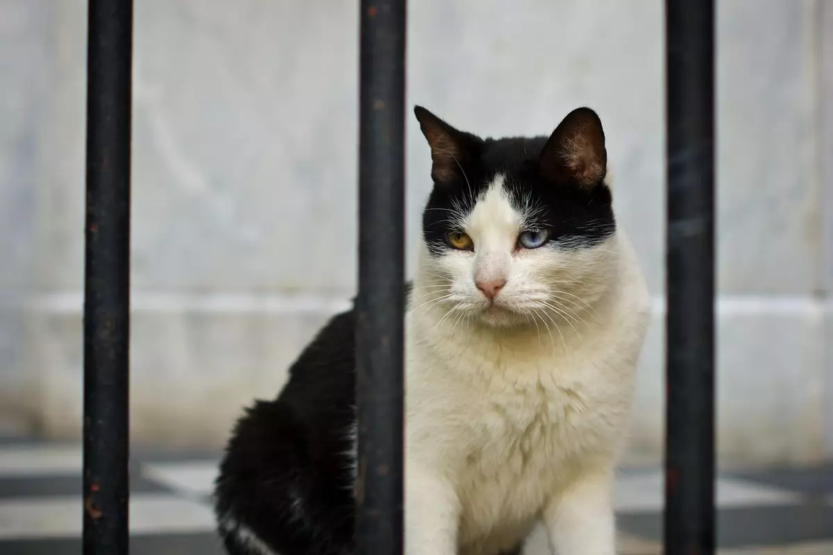 In Panama, the cat was caught when attempting to carry drugs to prison