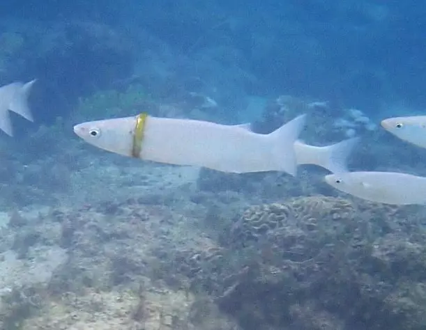 Vis probeerde verloren in de trouwring van de oceaan