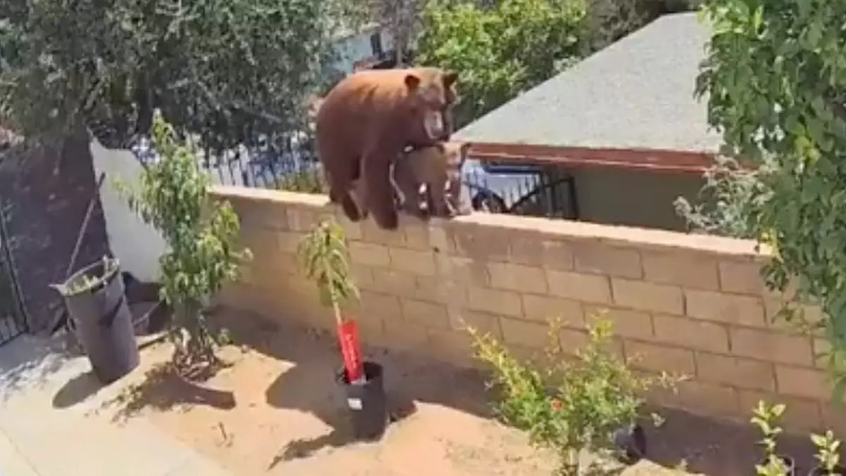 bear5.jpg.