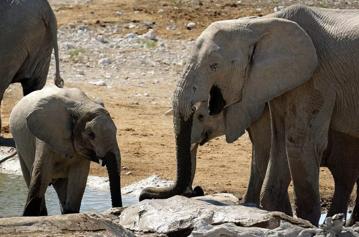 توسعه میدان نفتی 130،000 فیل را در آفریقا تهدید می کند