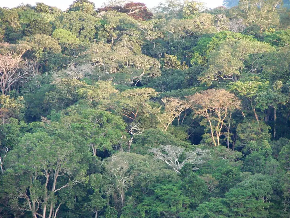 Norway mibayad Gabon alang sa pagpanalipod sa iyang kaugalingon nga mga kalasangan