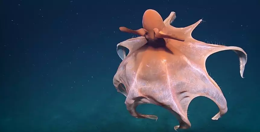 Medusa-House and Long-Dead Squid: rares animaux d'eau profonde frappe la vidéo!