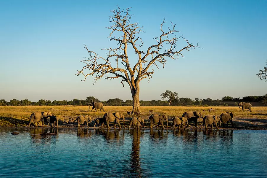 A természet hívása: 10 utasítás a Safari számára az NG Traveler-től