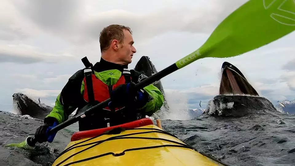 Drie walvisse opgekom langs kayaker: video