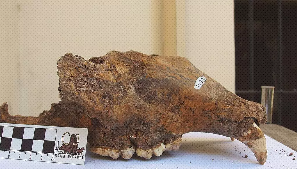 洞穴熊的頭骨