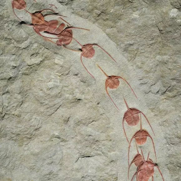 Għaliex il-trilobites kien fil-linja?