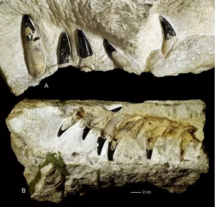 Fragment čeľustí a zubov nachádzajúcich sa v Poľsku Plyosaur