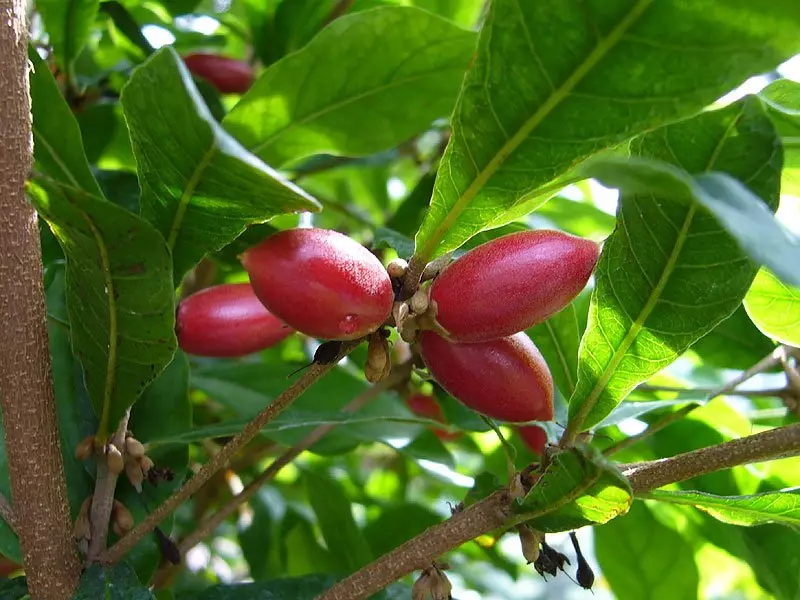 Wunderbare Beeren: Frucht, der Geschmack täuschen kann