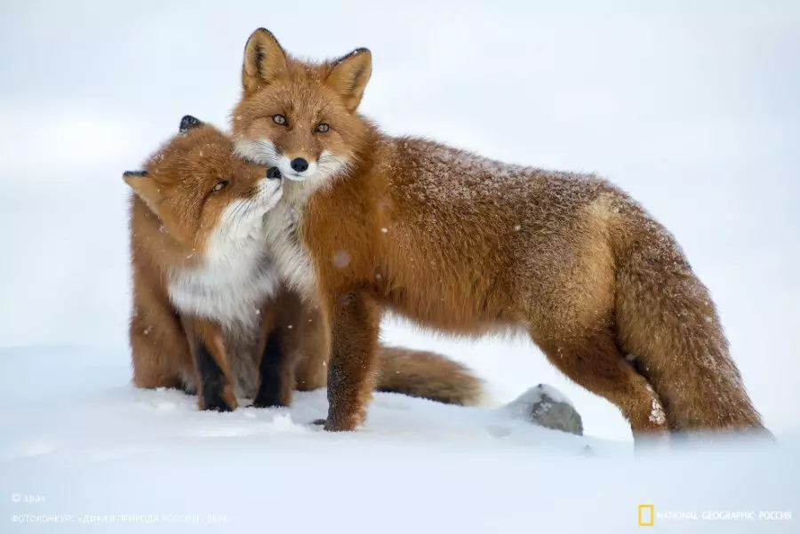 Argazki erakusketa "Errusiako Wildlife 2014" Krasnodaran