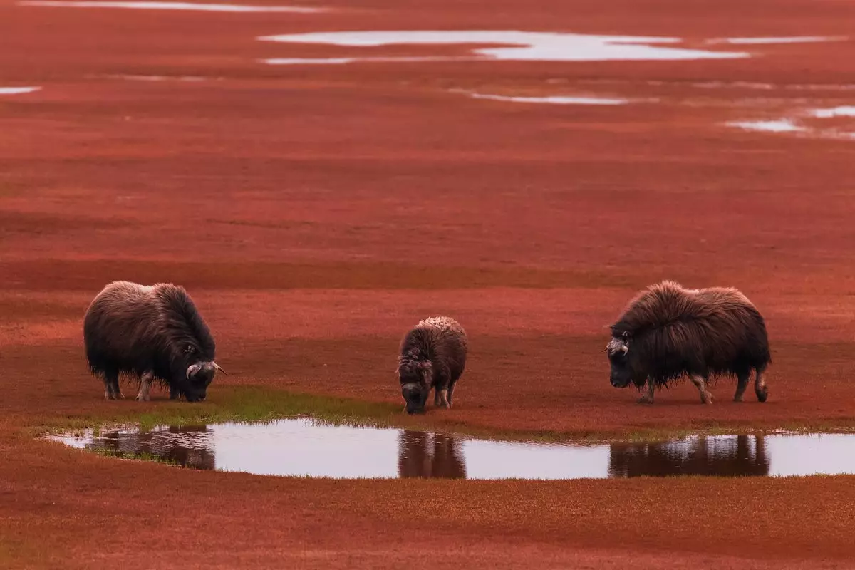 "Wildlife of Russia-2015" in South Sakhalinsk